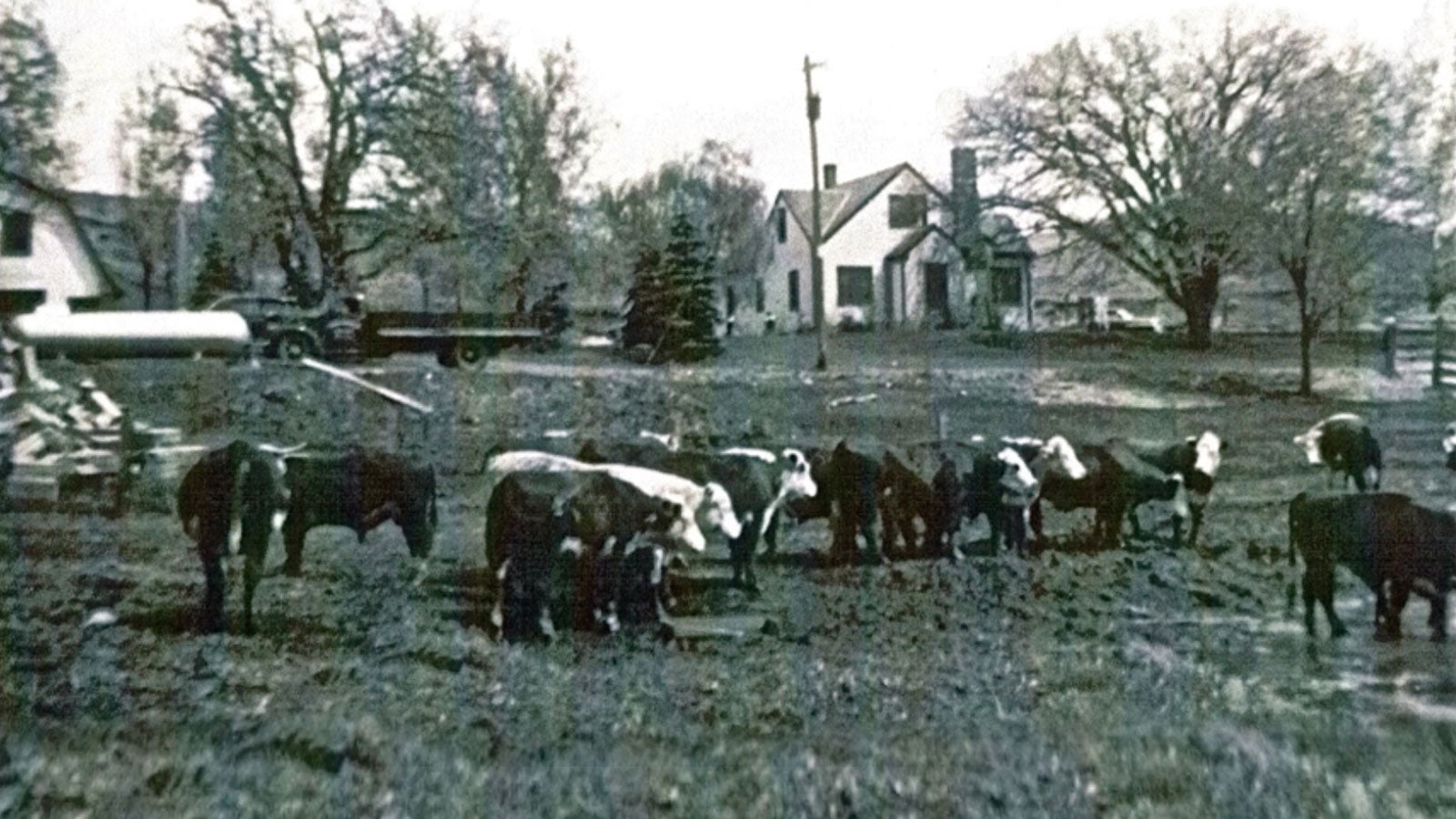 About Us | Peterson Farms and Our Festivals | Sever's Festivals